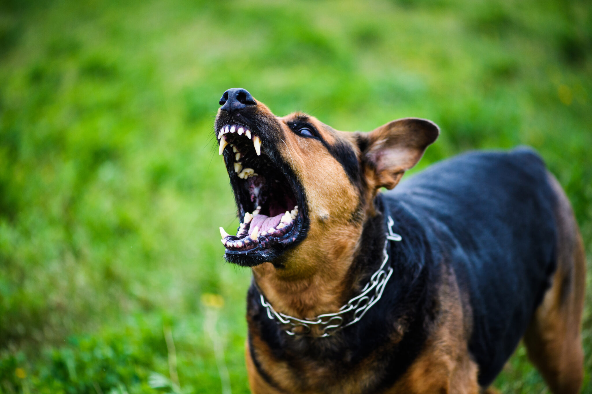 Raiva animal: vacinar é a melhor forma de prevenir! - Animalia Saúde Animal